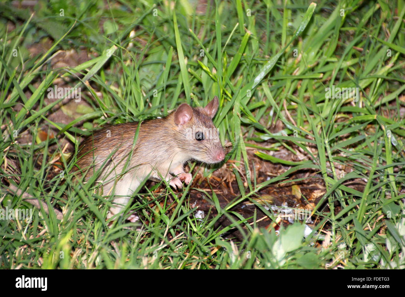 cute brown mouse Stock Photo - Alamy