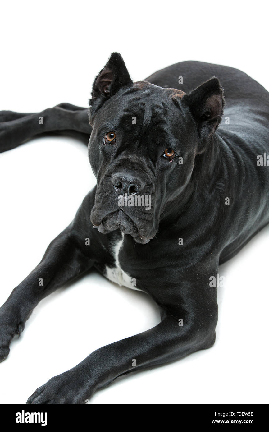 Beautiful cane corso dog Stock Photo - Alamy