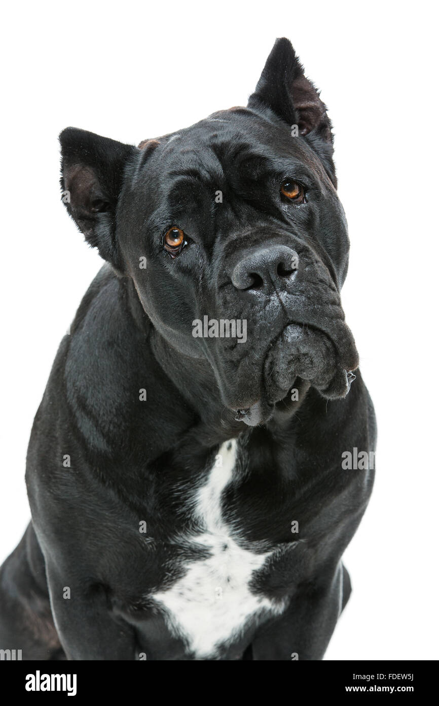 Beautiful cane corso dog Stock Photo - Alamy