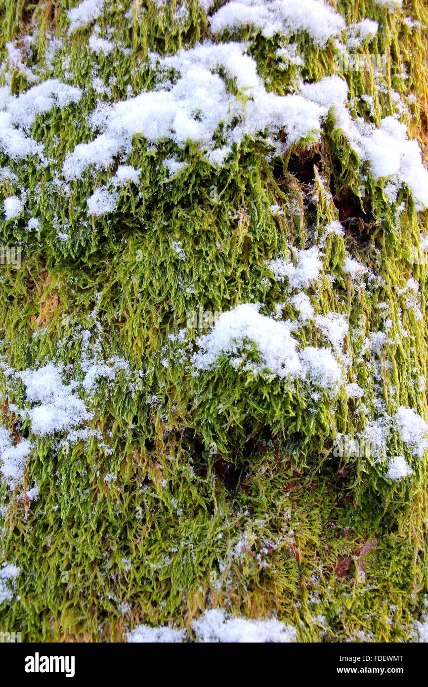 Closeup abstract wood and grass hi-res stock photography and images - Alamy