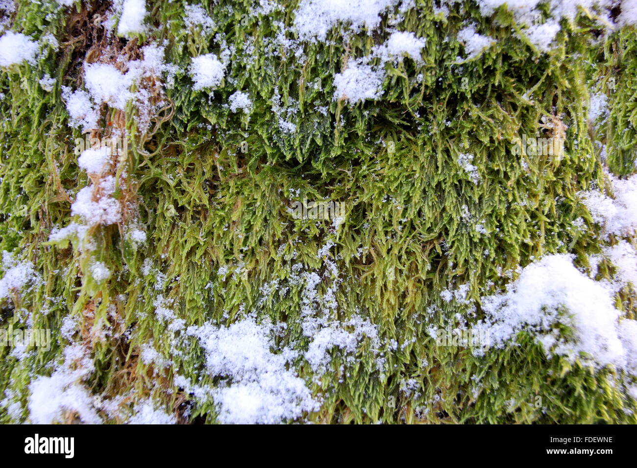 winter moss close up Stock Photo - Alamy
