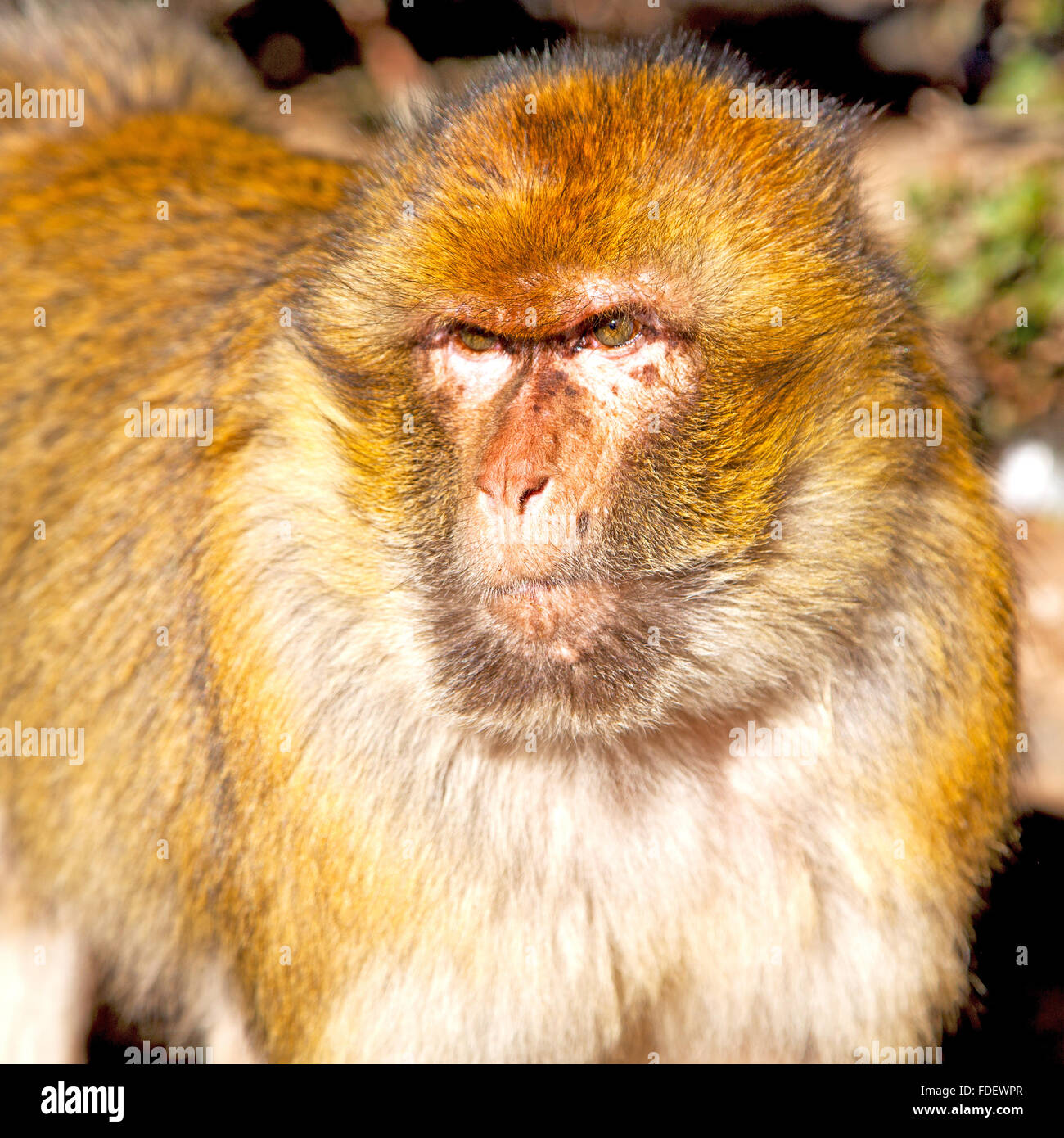 old monkey in africa morocco and natural background fauna close up ...