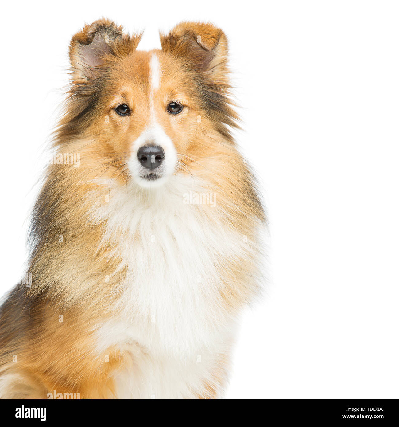 Adult sheltie hi-res stock photography and images - Alamy