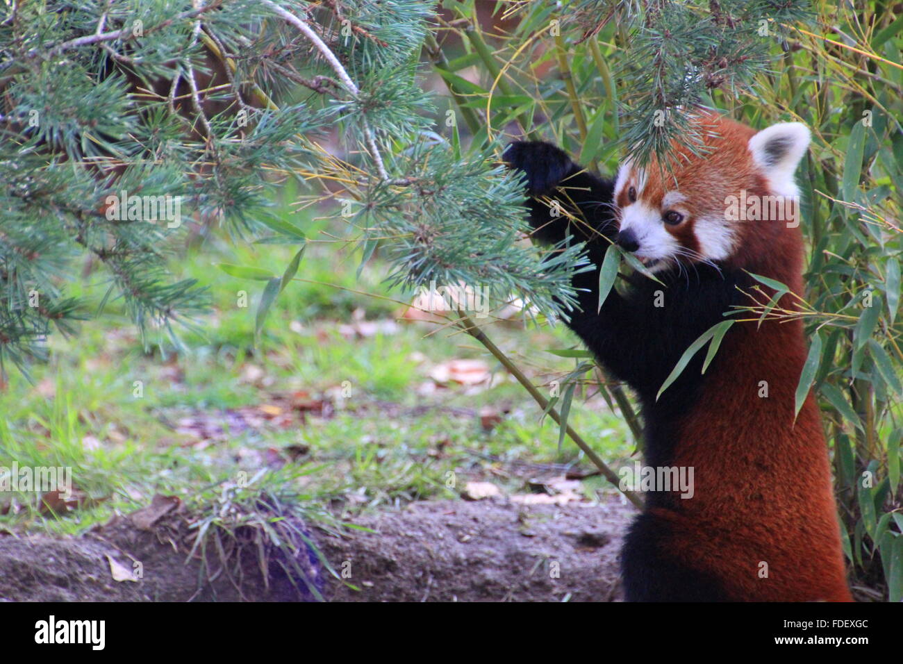 Small panda hi-res stock photography and images - Alamy