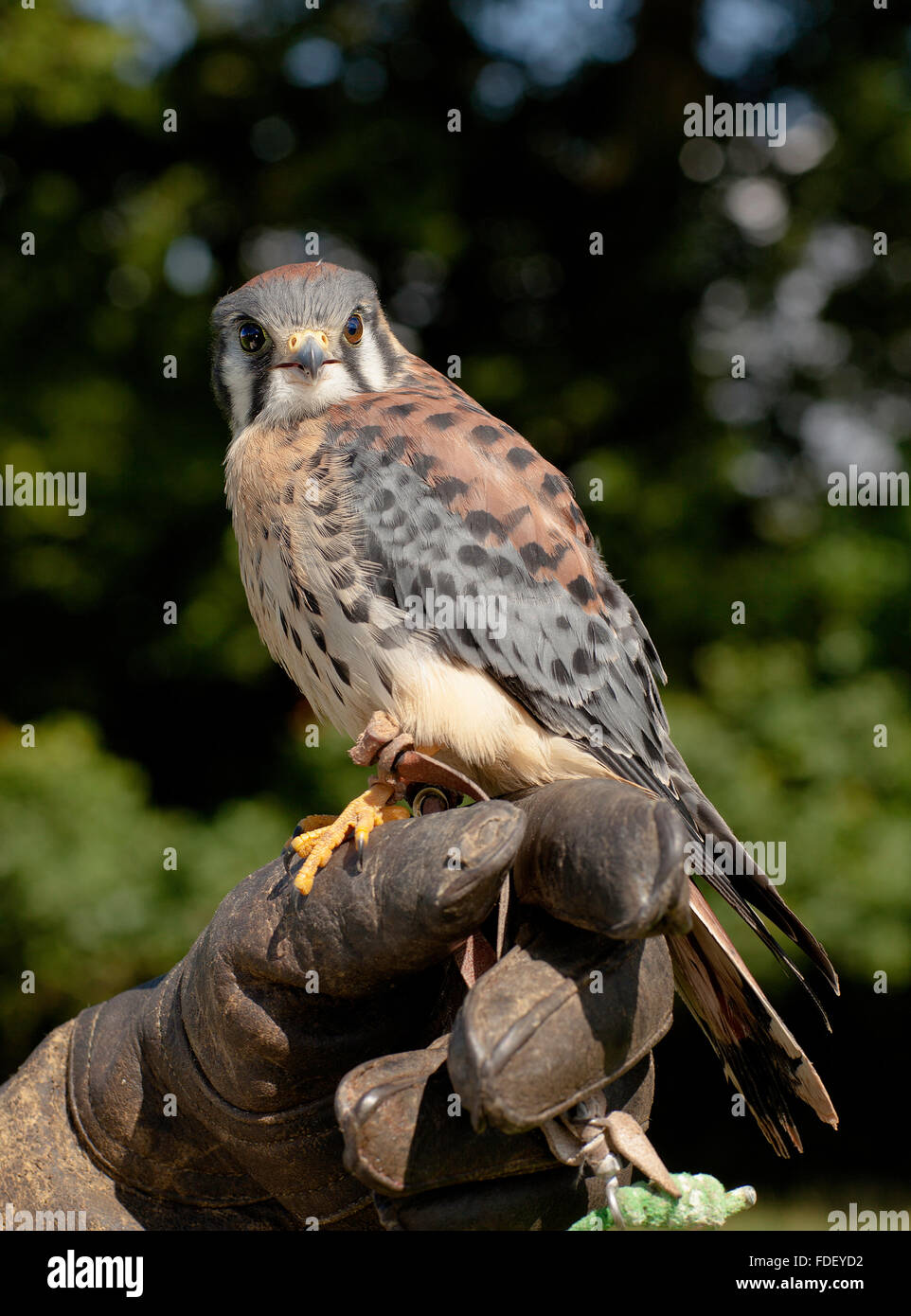 American Kestrel on glove. (27 0f 33 Stock Photo - Alamy