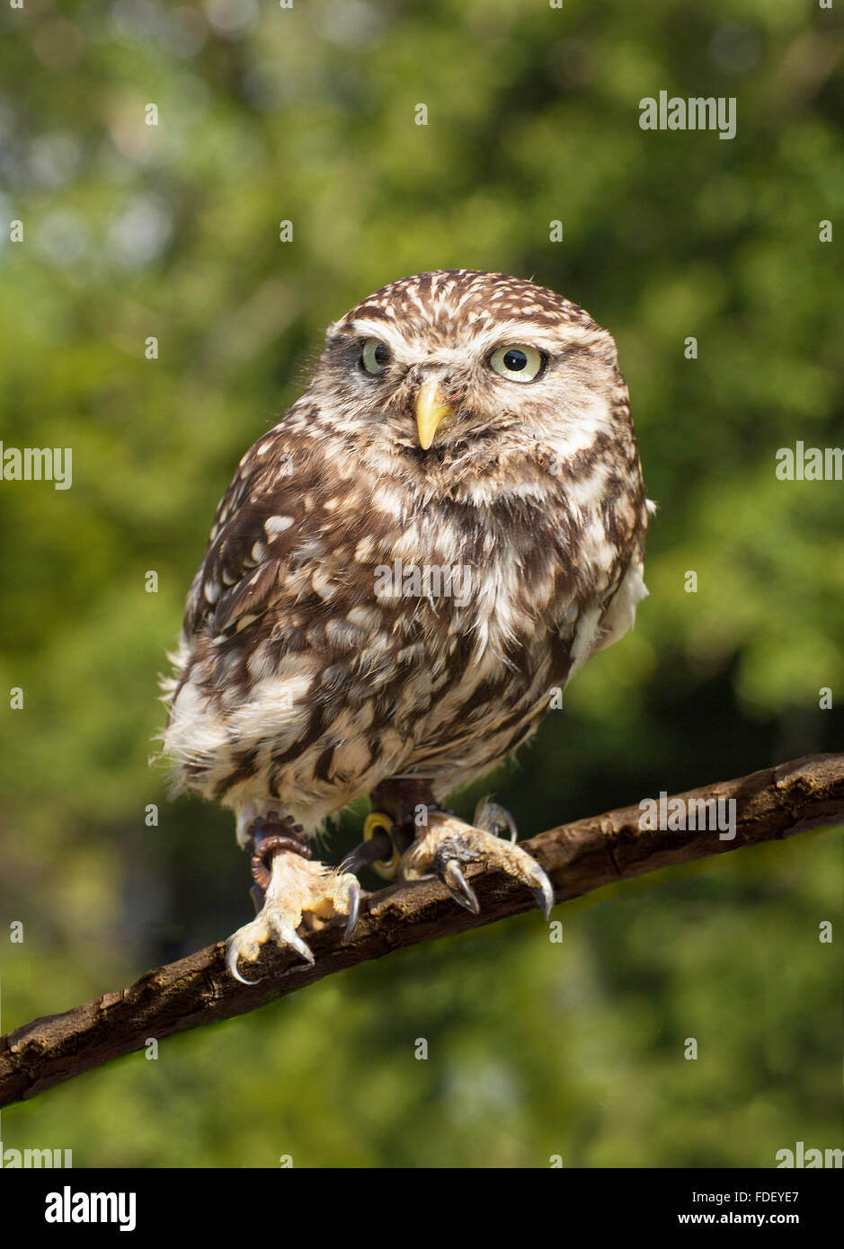 Little owl hi-res stock photography and images - Alamy