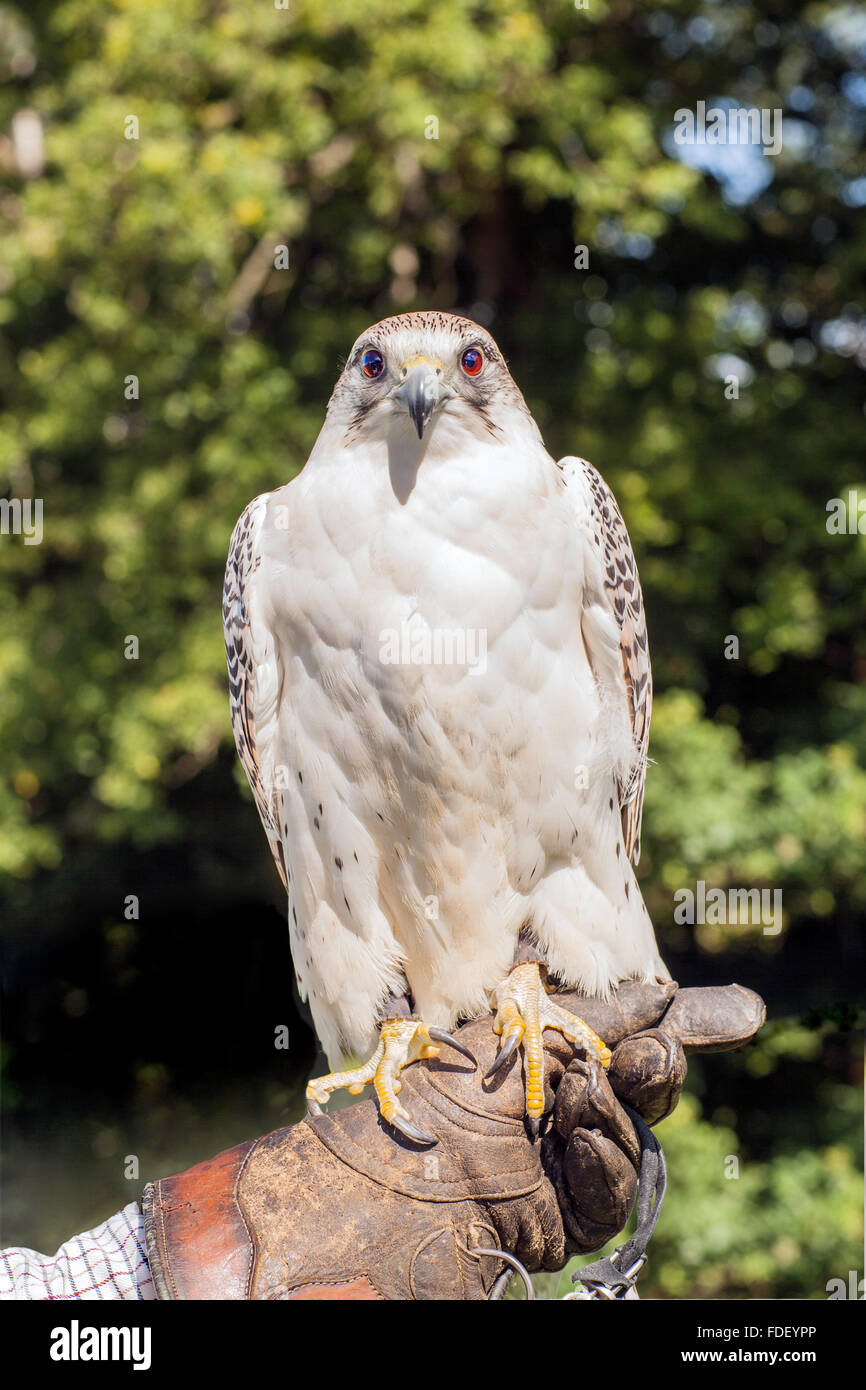 Saker hi-res stock photography and images - Alamy