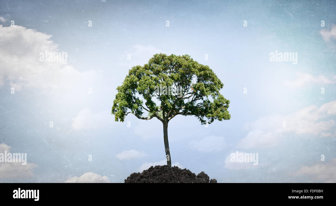 Conceptual image with green tree growing in soil Stock Photo - Alamy