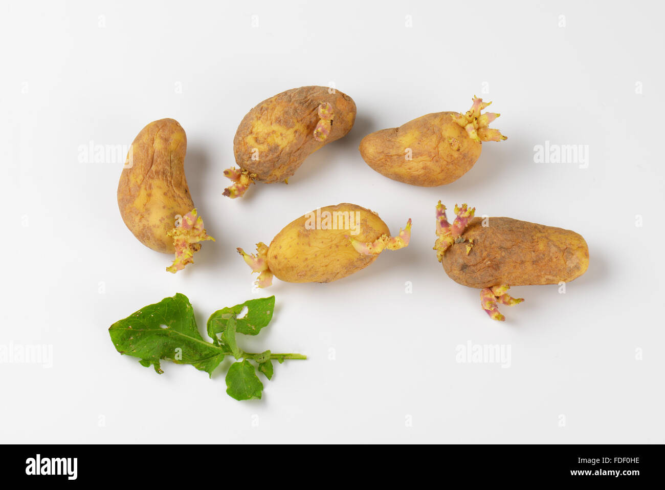 group of old sprouting potatoes on white background Stock Photo - Alamy