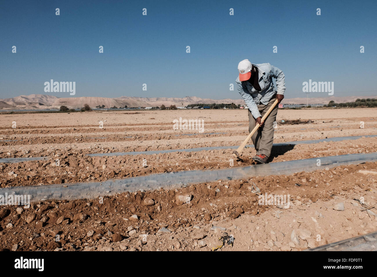 KIbbutz Almog, Israel. 31st January, 2016. Palestinian workers prepare ...
