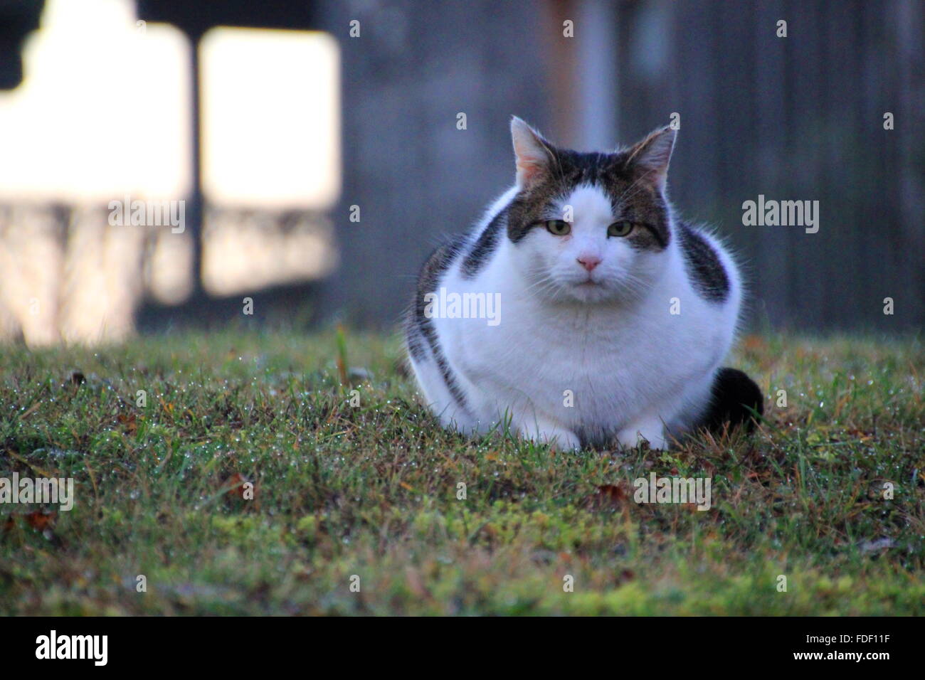 cat portrait outside Stock Photo - Alamy