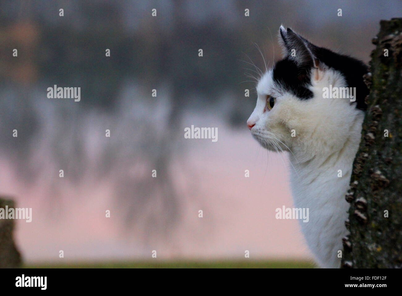 cat portrait outside Stock Photo - Alamy