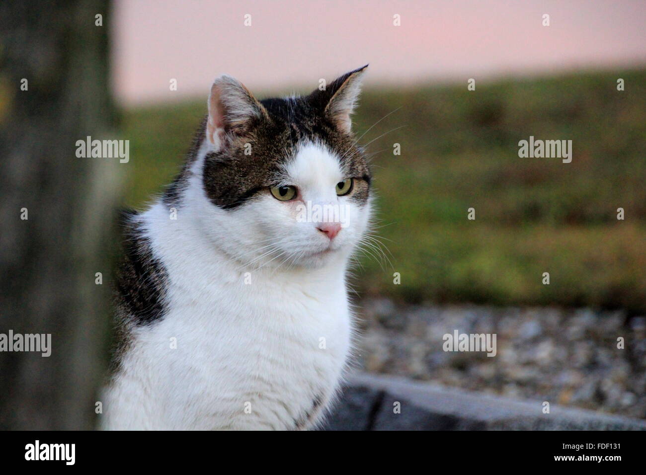 Cat portrait outside hi-res stock photography and images - Alamy