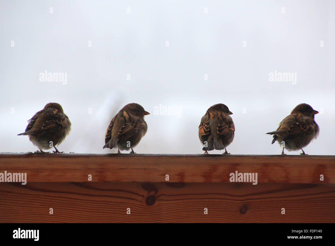 Balcony birds hi-res stock photography and images - Alamy