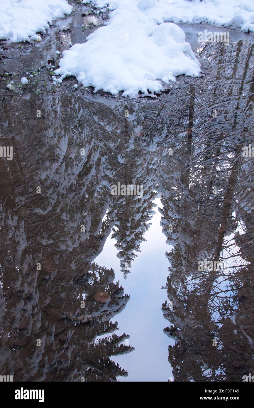 Winter trees texture hi-res stock photography and images - Alamy