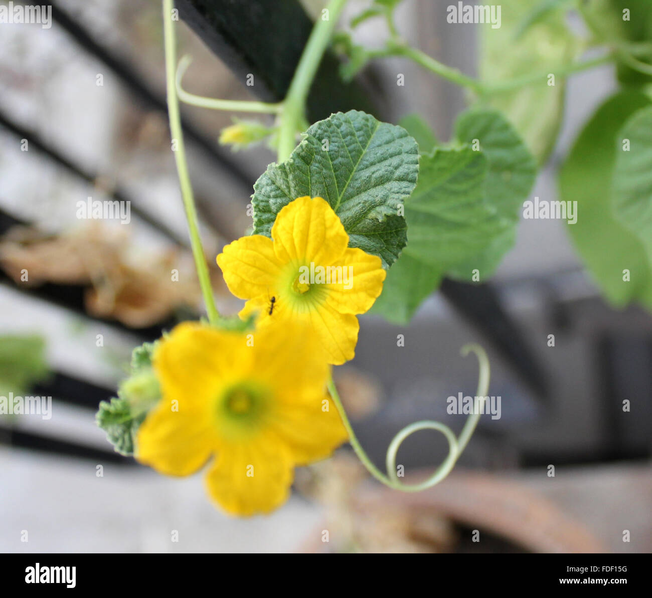 Wanga, Cucumis melo subsp. melo, flower, cucumber like but rounded to ...