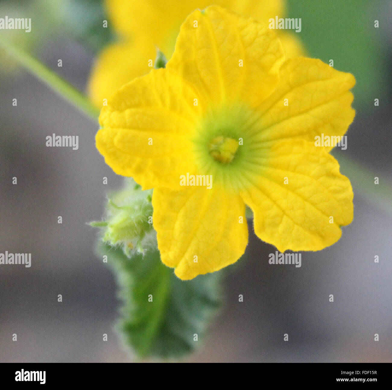 Rounded oval leaves hi-res stock photography and images - Alamy