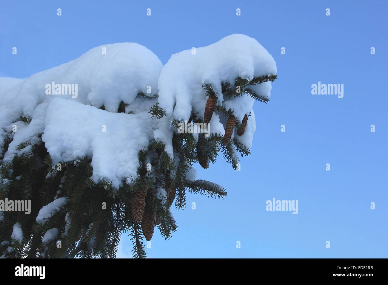 Pine branch covered in snow Stock Photo - Alamy