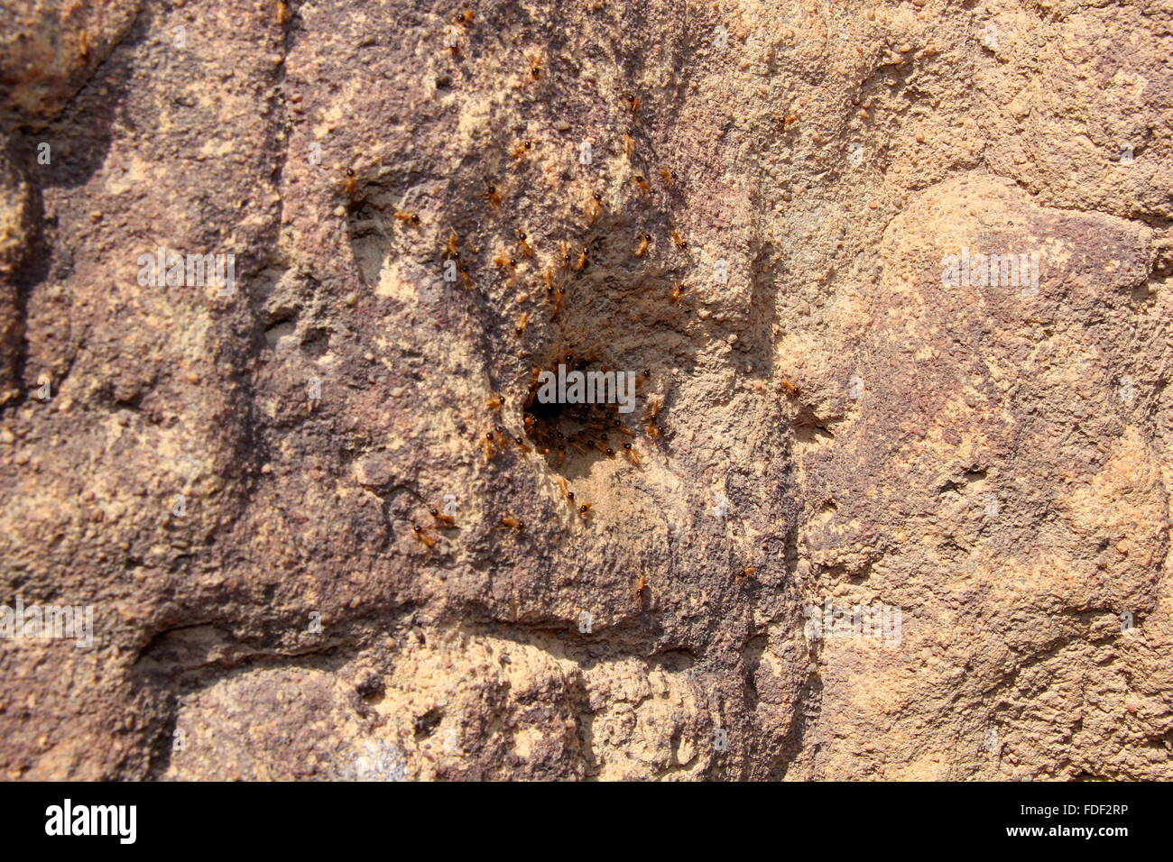 termites close up Stock Photo - Alamy