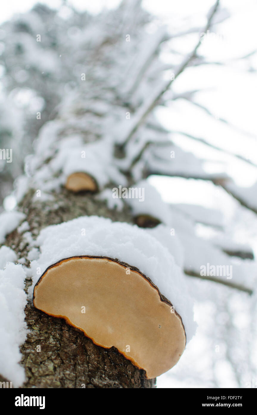 Fungus in ice hi-res stock photography and images - Alamy