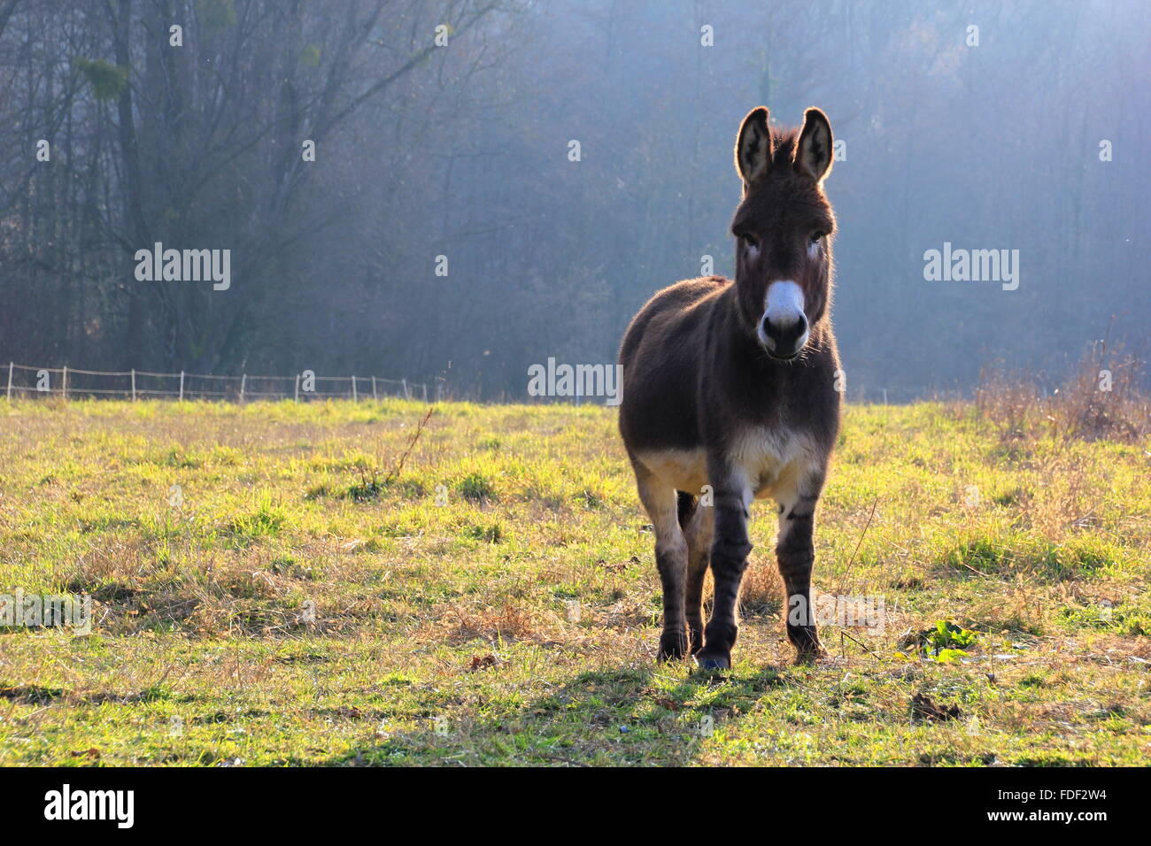 young donkey outside Stock Photo - Alamy
