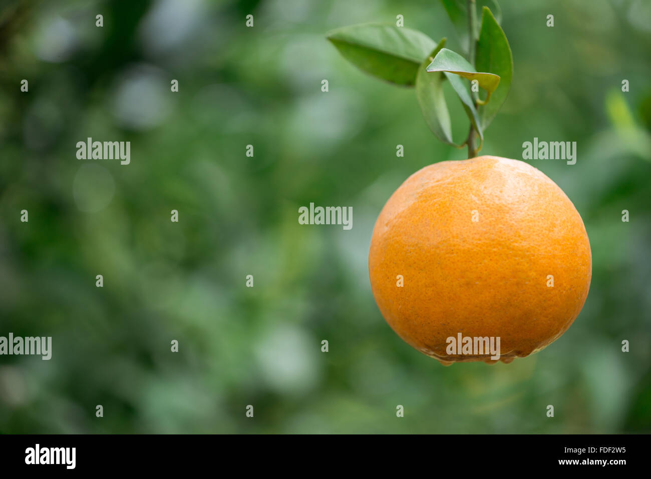 fresh orange hang on tree Stock Photo - Alamy