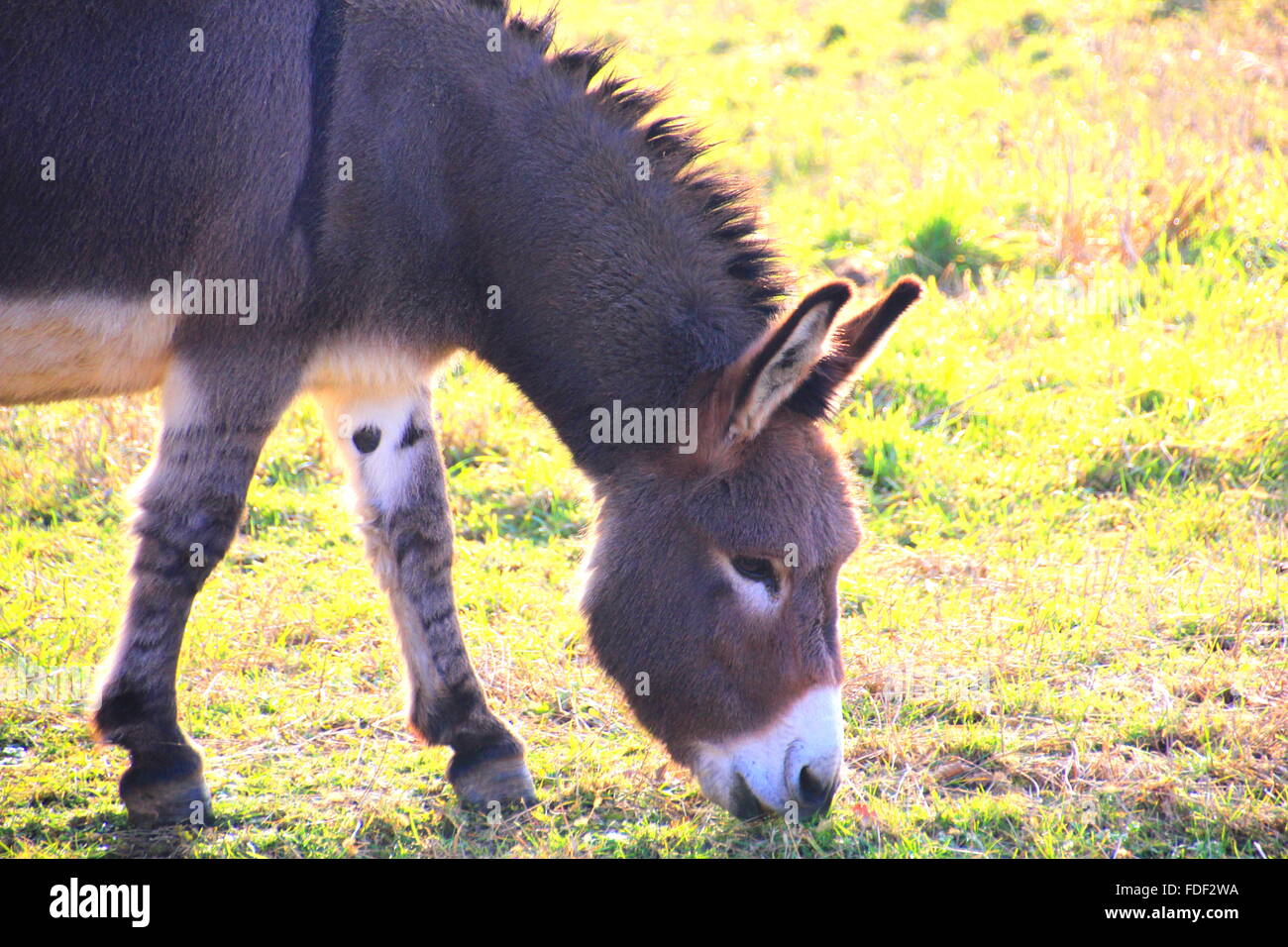 young donkey outside Stock Photo - Alamy