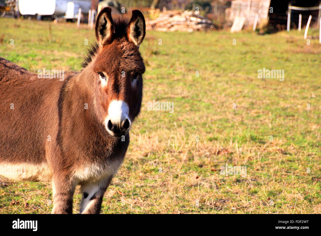 young donkey outside Stock Photo - Alamy