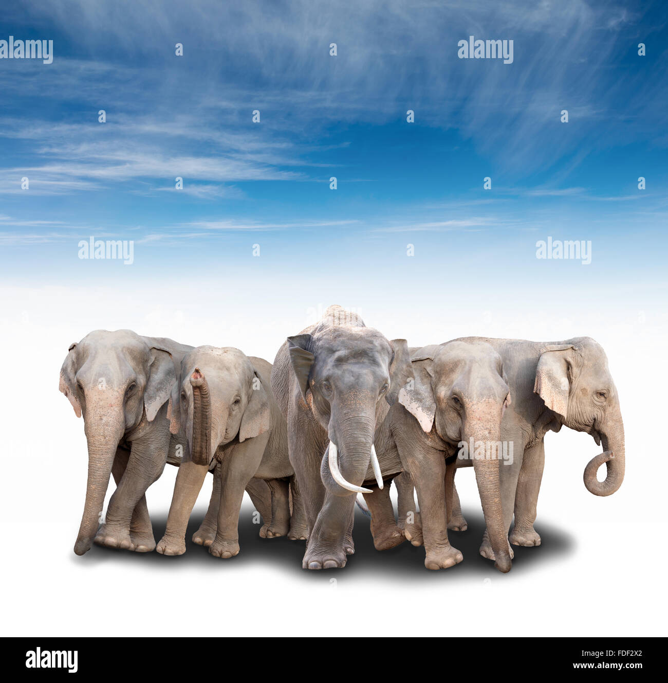 group of asia elephant with blue sky Stock Photo - Alamy