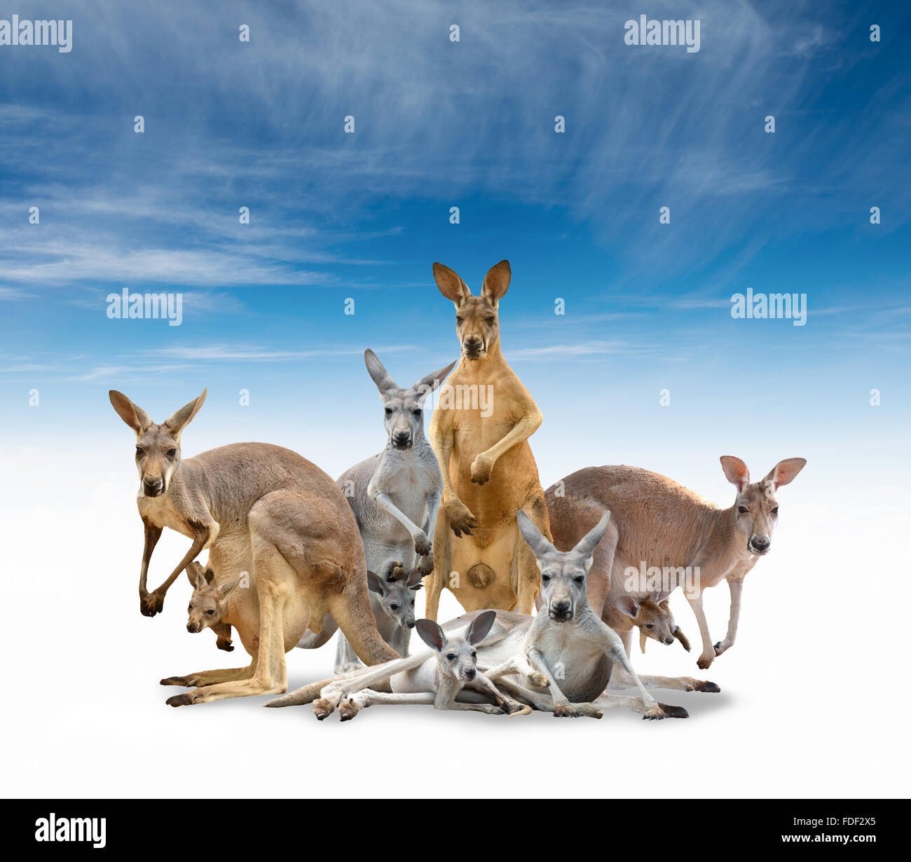 group of kangaroo isolated with blue sky Stock Photo - Alamy