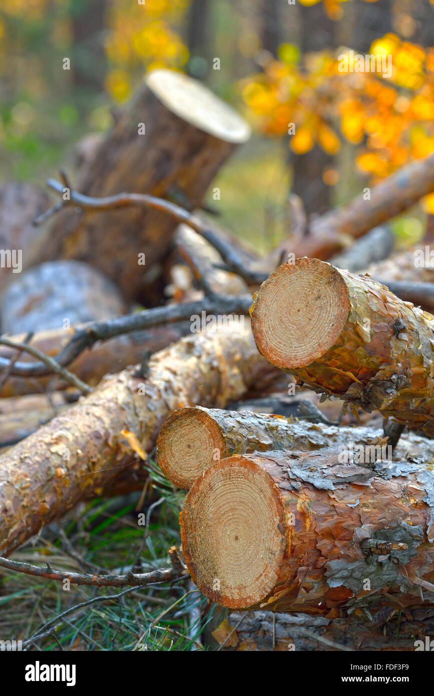 Pine logs hi-res stock photography and images - Alamy