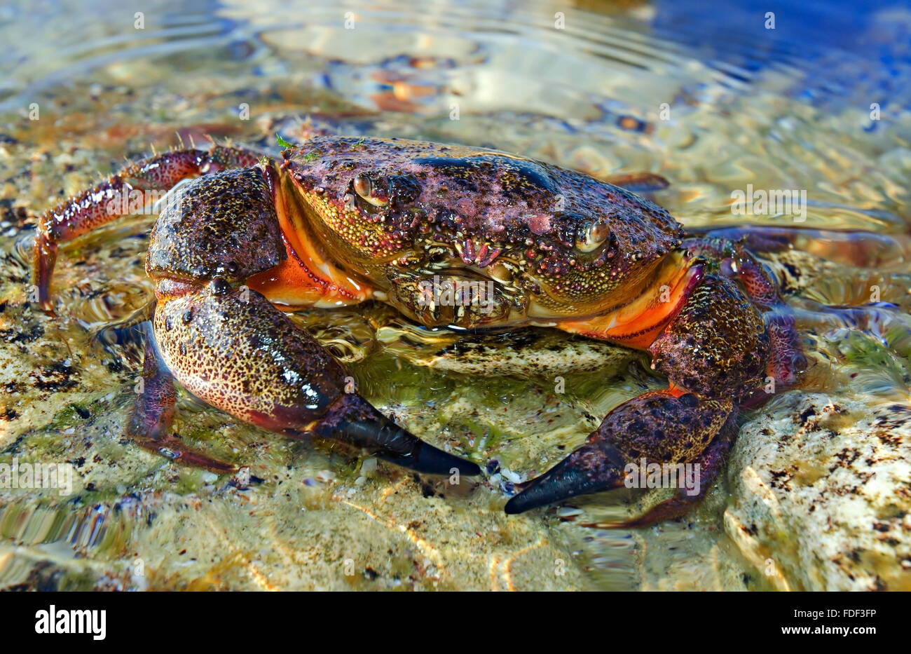 Stone crab hi-res stock photography and images - Alamy