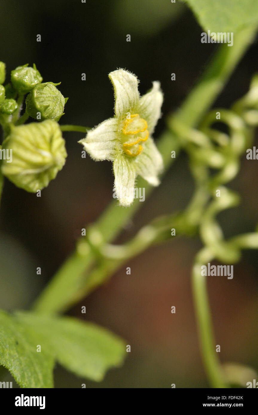 Flower of Red Bryony (Bryonia dioica, fam. Cucurbitaceae). Osseja ...
