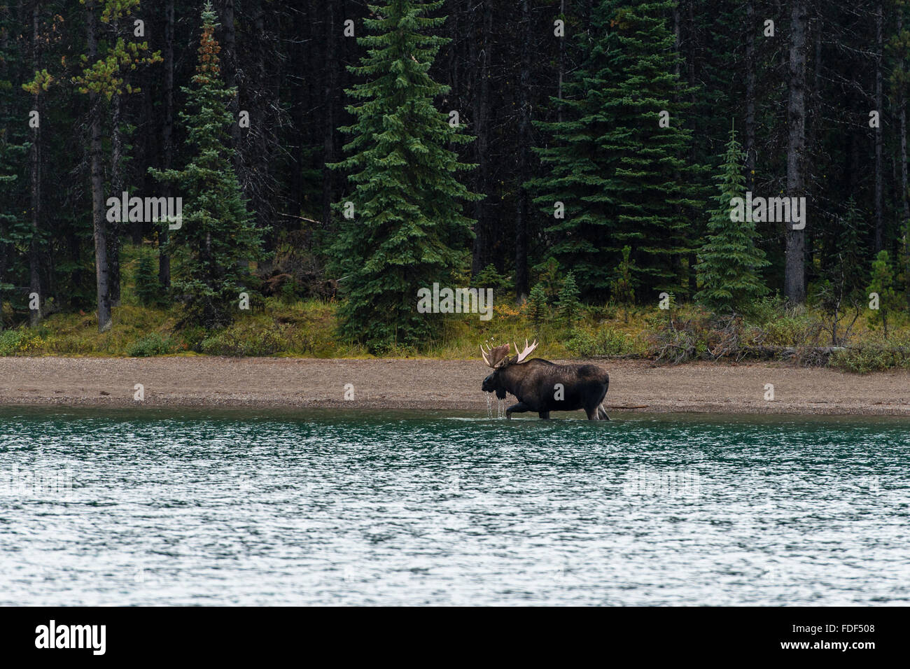 moose (Alces alces) in water, Canada, North America Stock Photo - Alamy