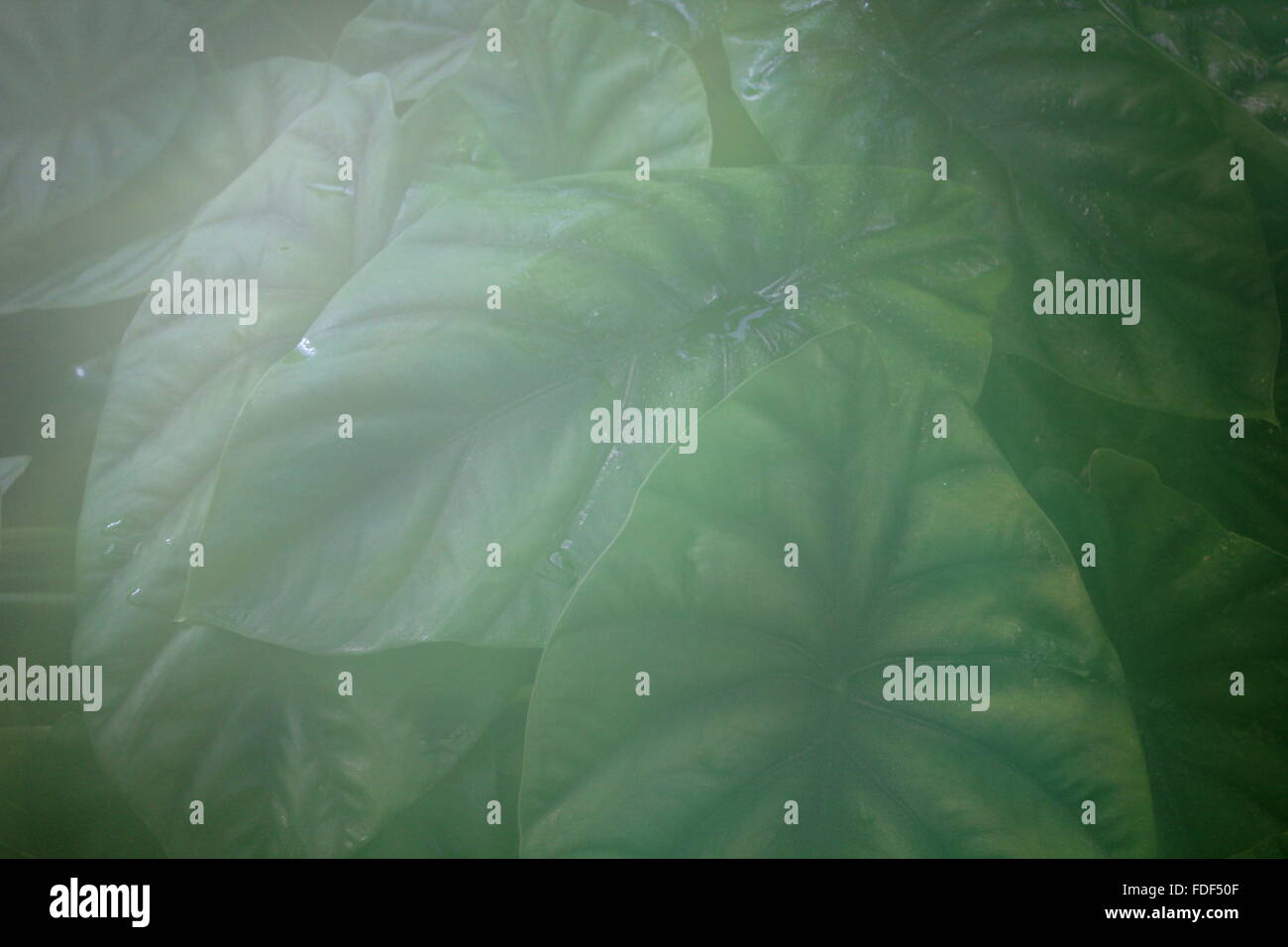 green leaves in a rain forest Stock Photo - Alamy