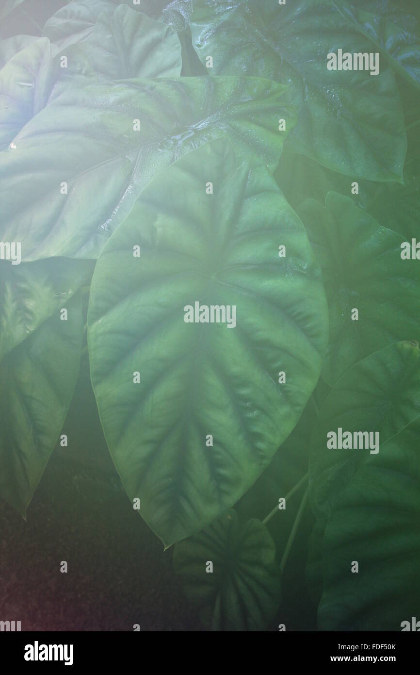 green leaves in a rain forest Stock Photo - Alamy