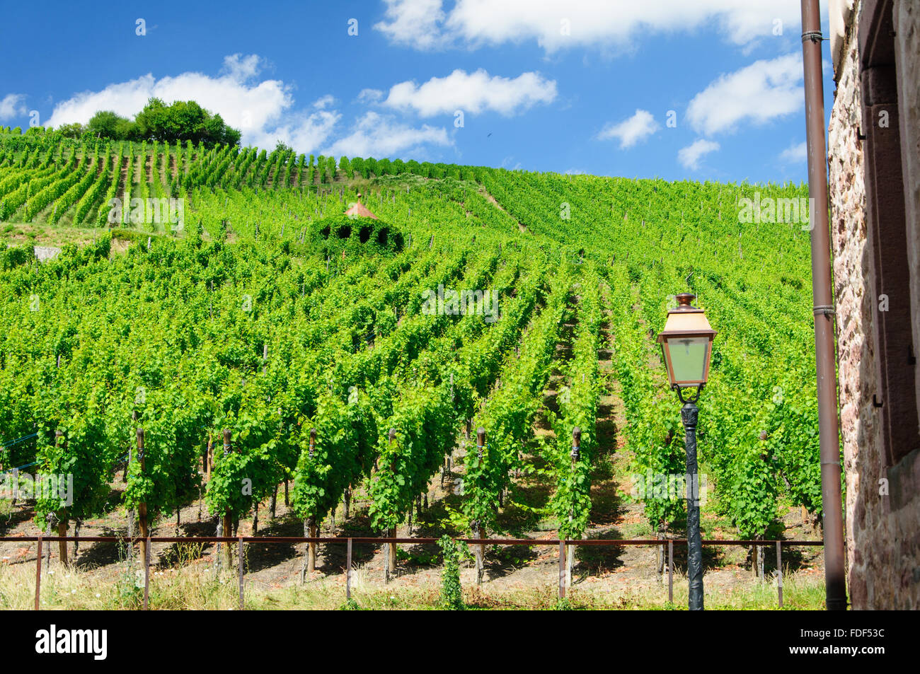 A vineyard in rural Alsace, France Stock Photo - Alamy
