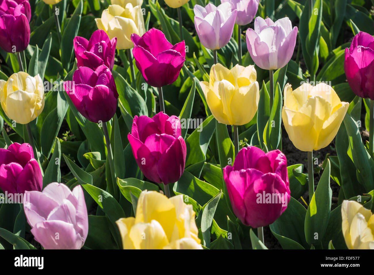 Some colorful tulips in spring Stock Photo - Alamy