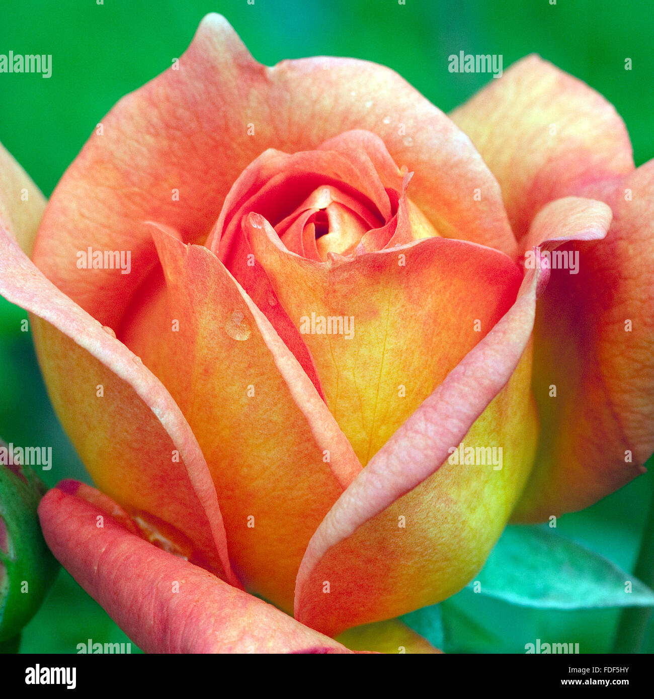 Rose princess hi-res stock photography and images - Alamy