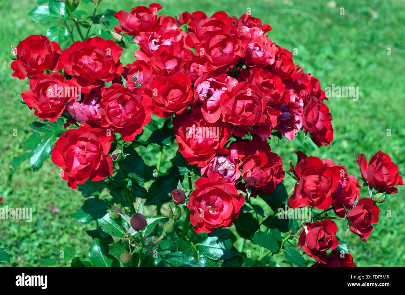 Kordes Rosen High Resolution Stock Photography and Images - Alamy