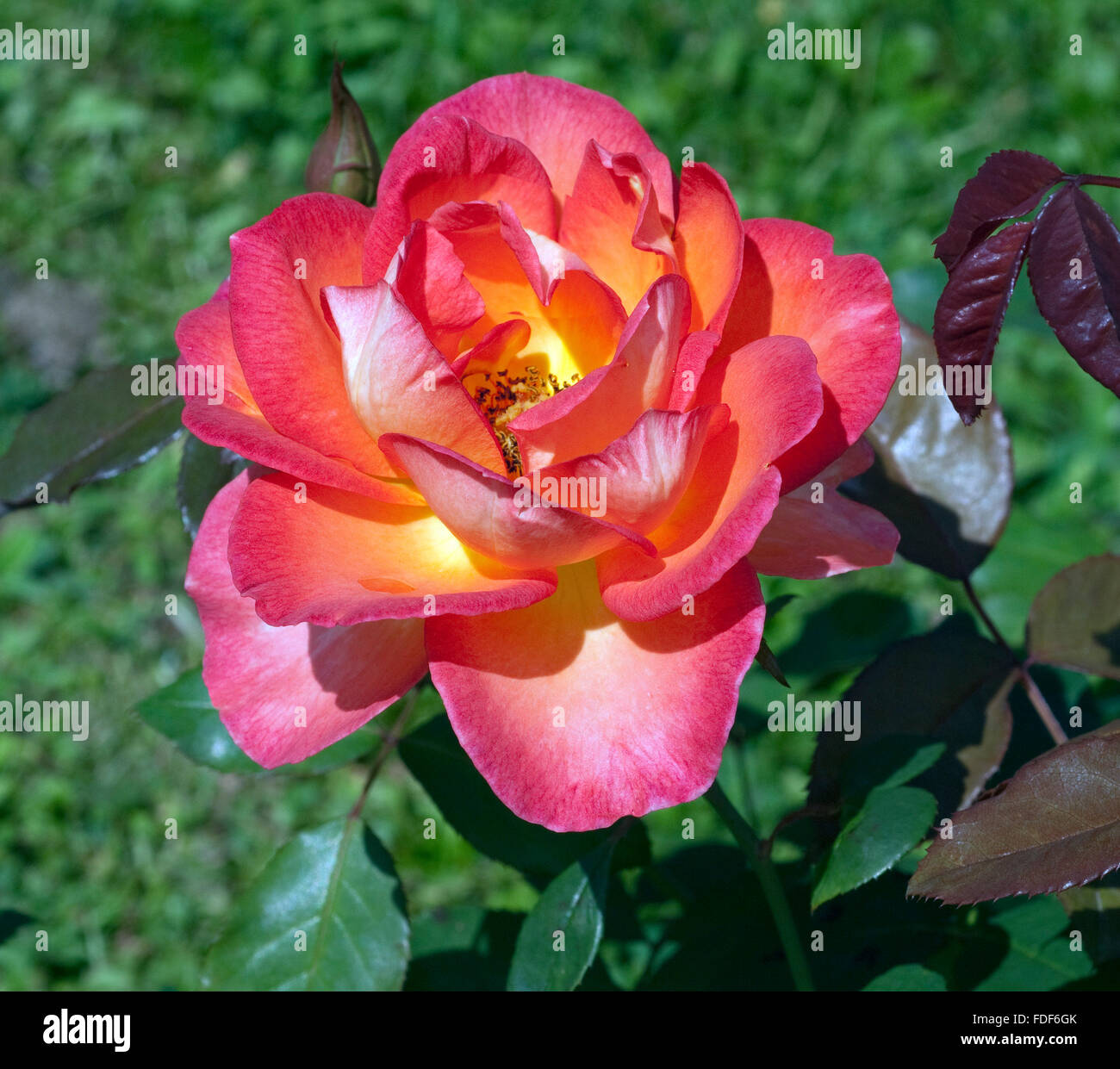 The fairest cape rose hi-res stock photography and images - Alamy