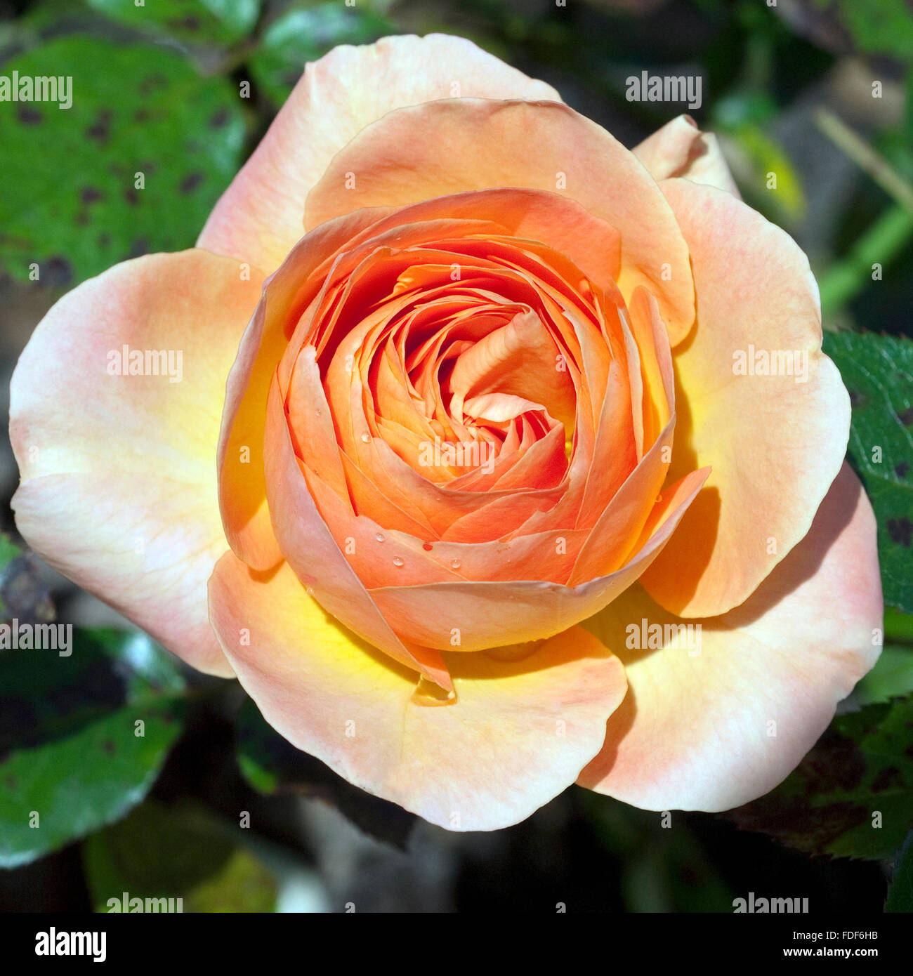 Palma rosa hi-res stock photography and images - Alamy