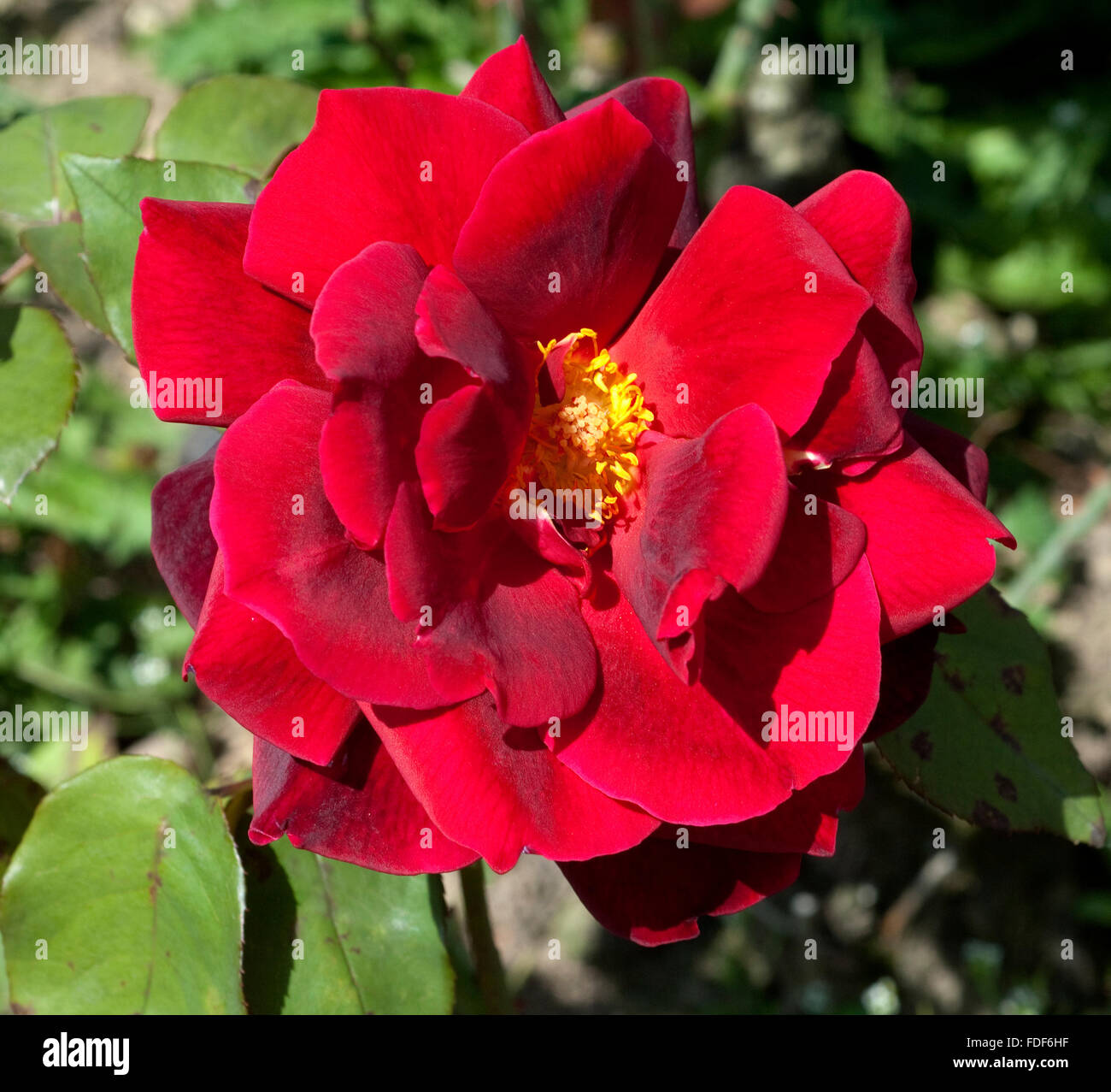 Oklahoma rose hi-res stock photography and images - Alamy