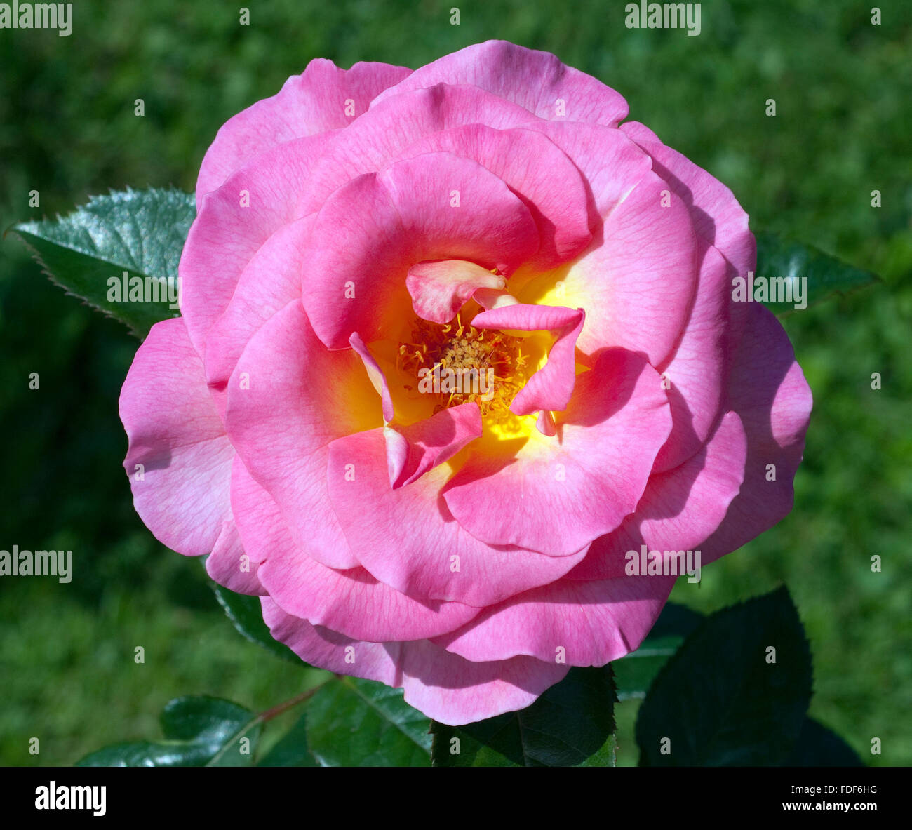 Rose 'pink paradise' hi-res stock photography and images - Alamy
