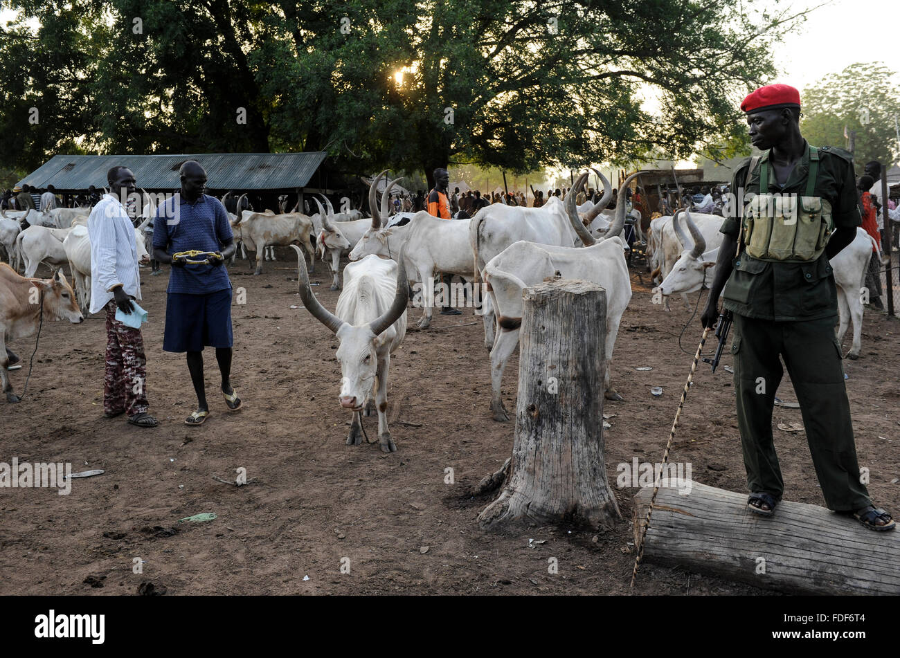 SOUTH SUDAN, Bahr al Ghazal region, Lakes State, town Rumbek, cattle ...