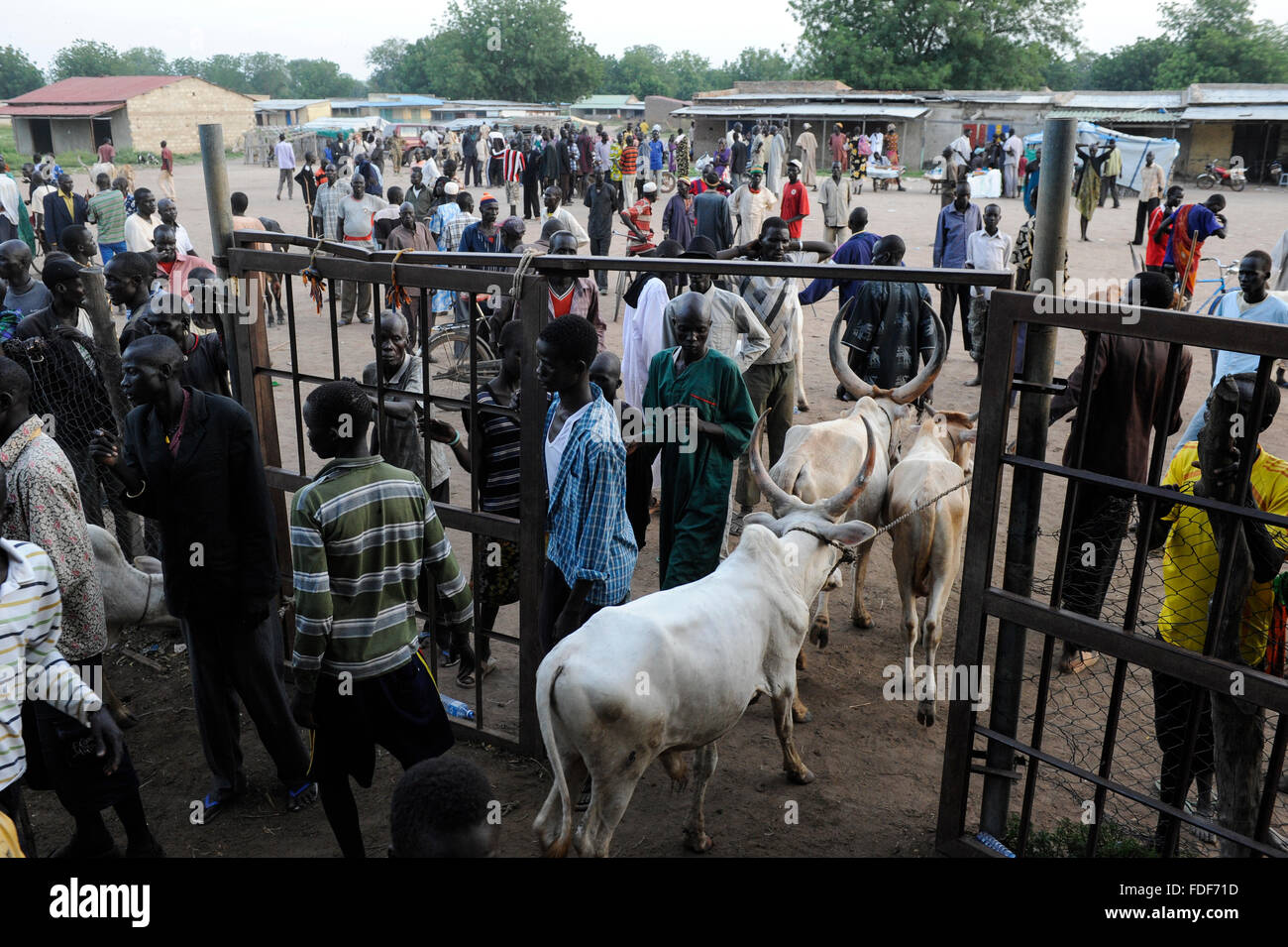 SOUTH SUDAN Bahr al Ghazal region , Lakes State, town Rumbek, cattle ...