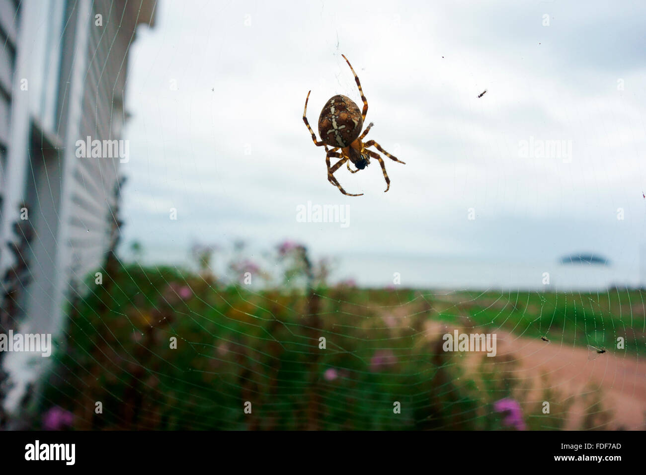 Orb weaver spiders hi-res stock photography and images - Alamy