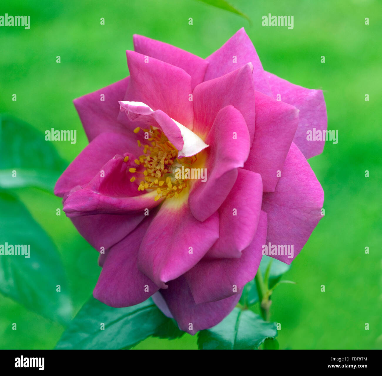 Rankrose hi-res stock photography and images - Alamy