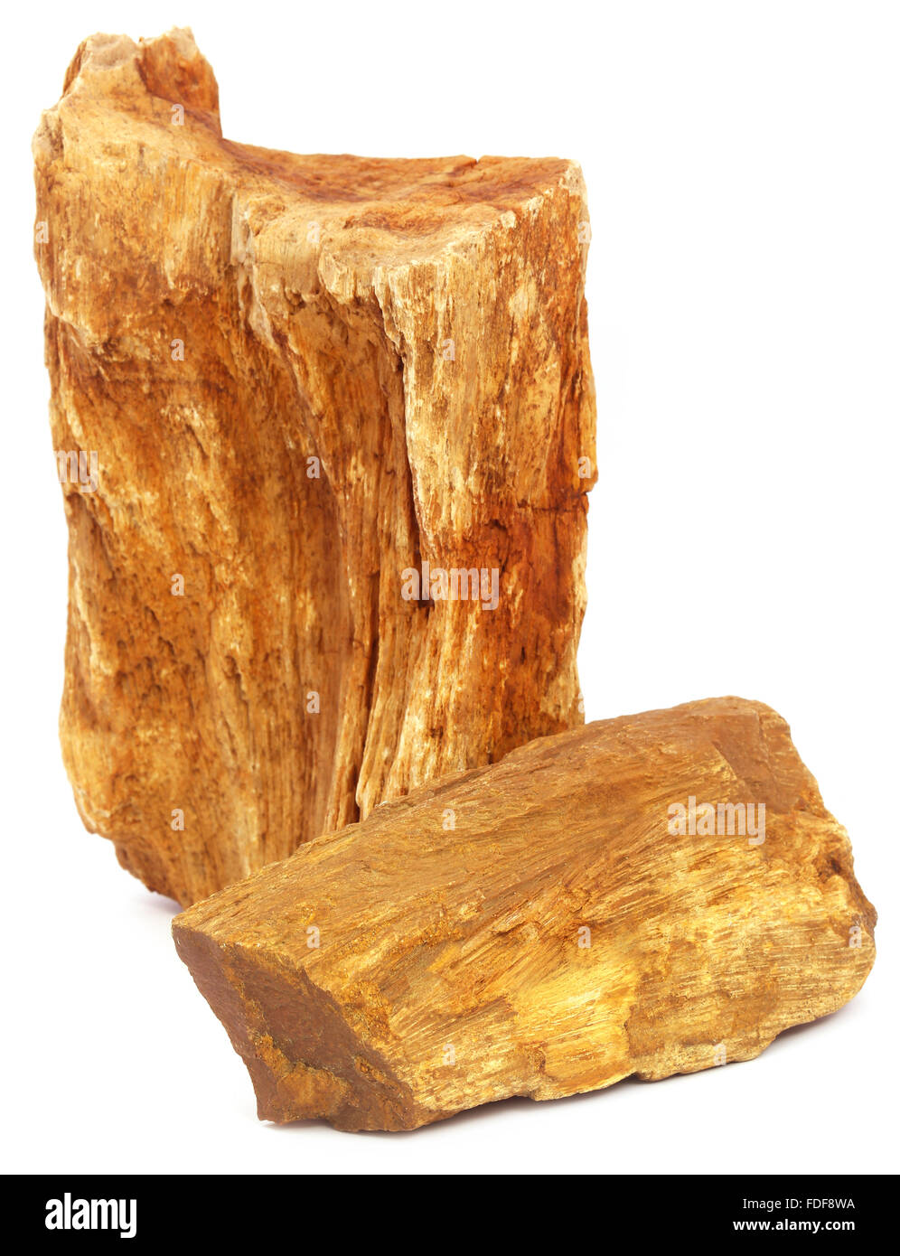Fossil Rock over white background Stock Photo - Alamy