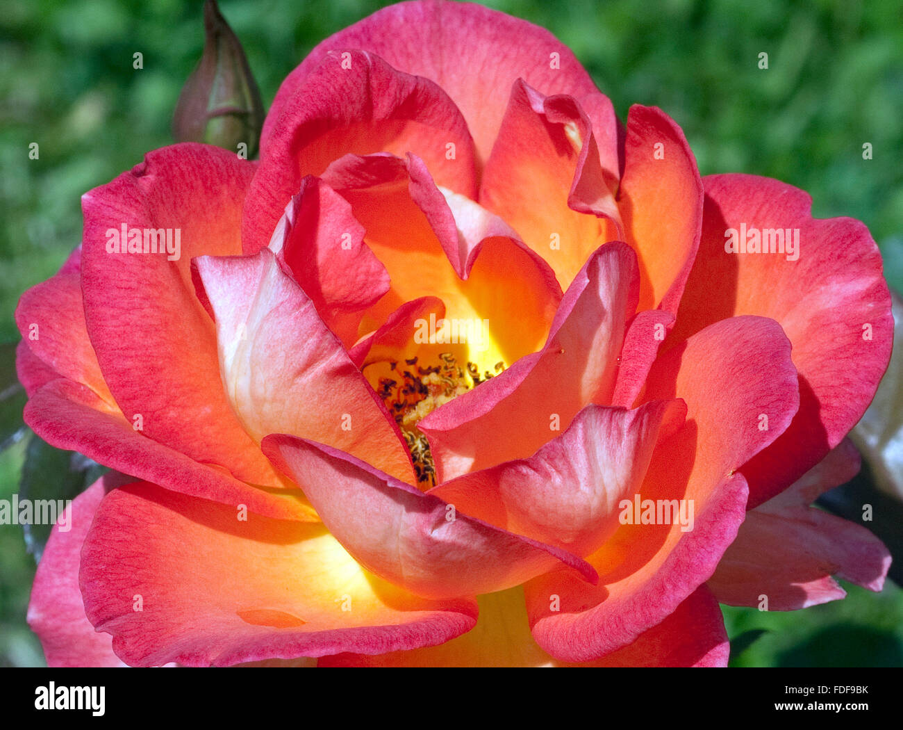 The fairest cape rose hi-res stock photography and images - Alamy